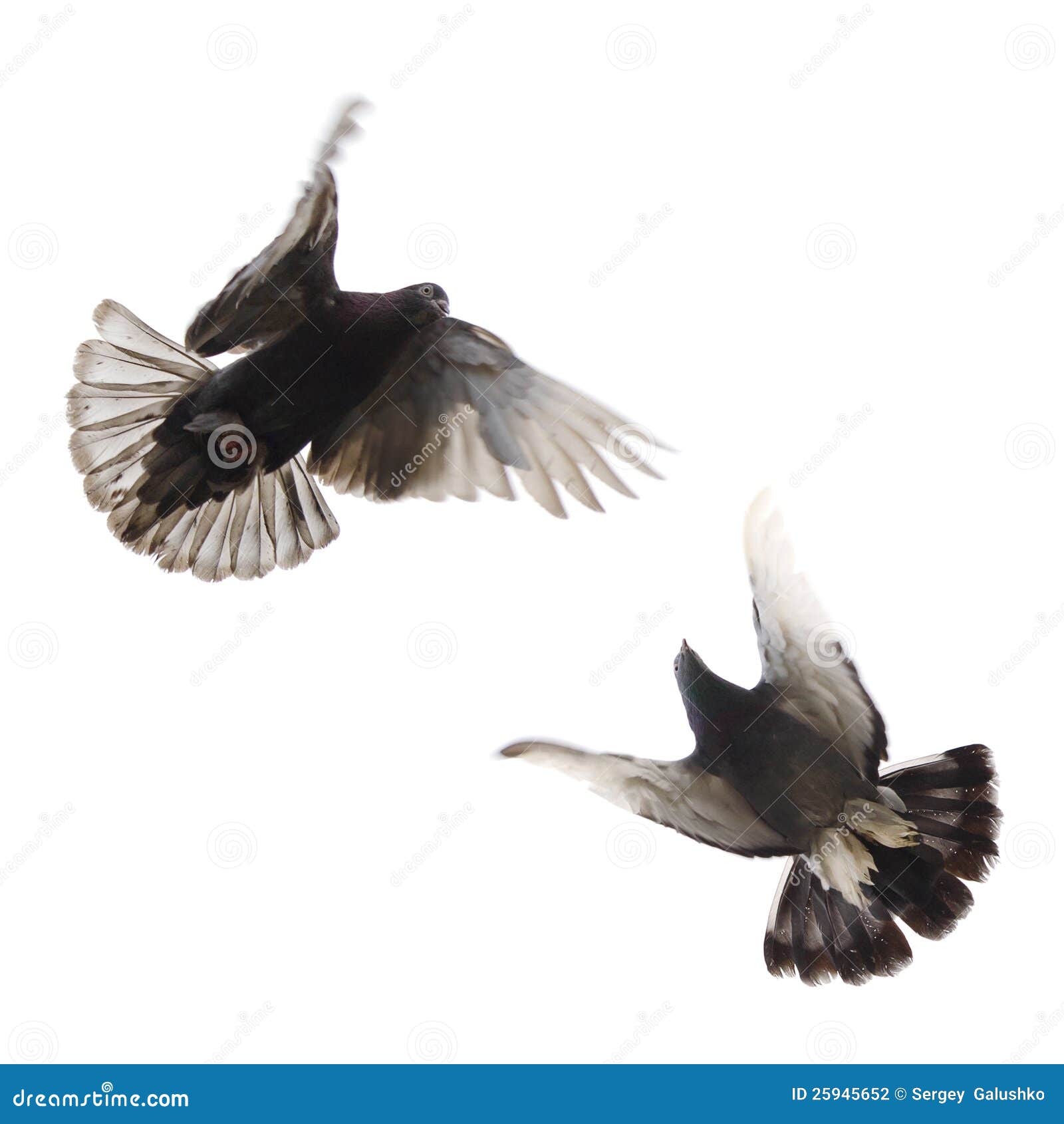 Dove in flight stock photo. Image of white, bird, animal - 25945652