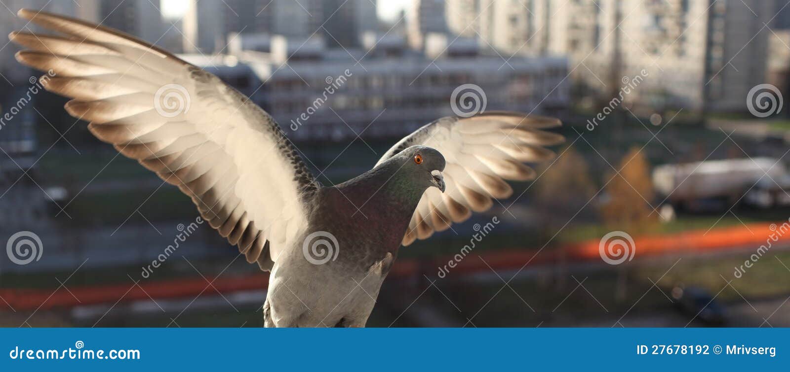 Dove in flight stock photo. Image of animals, pecking - 27678192