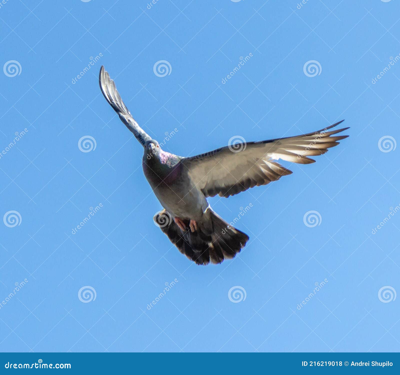 Dove in Flight Against the Sky Stock Photo - Image of fauna, wildlife ...