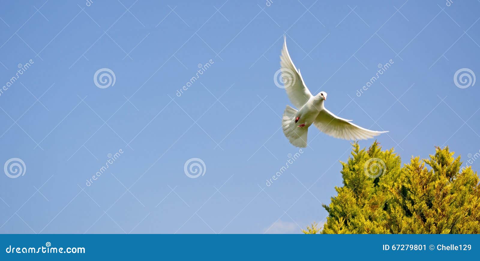 Dove in flight stock image. Image of wings, feathers - 67279801