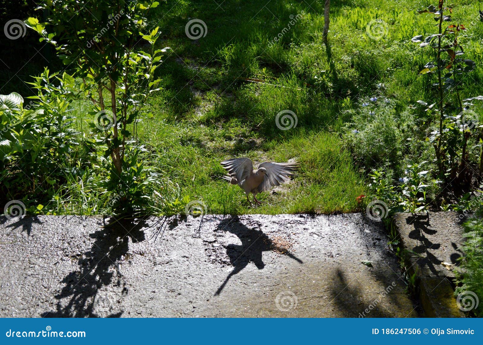 Dove in Flight and Its Shadow Stock Photo - Image of wings, color ...