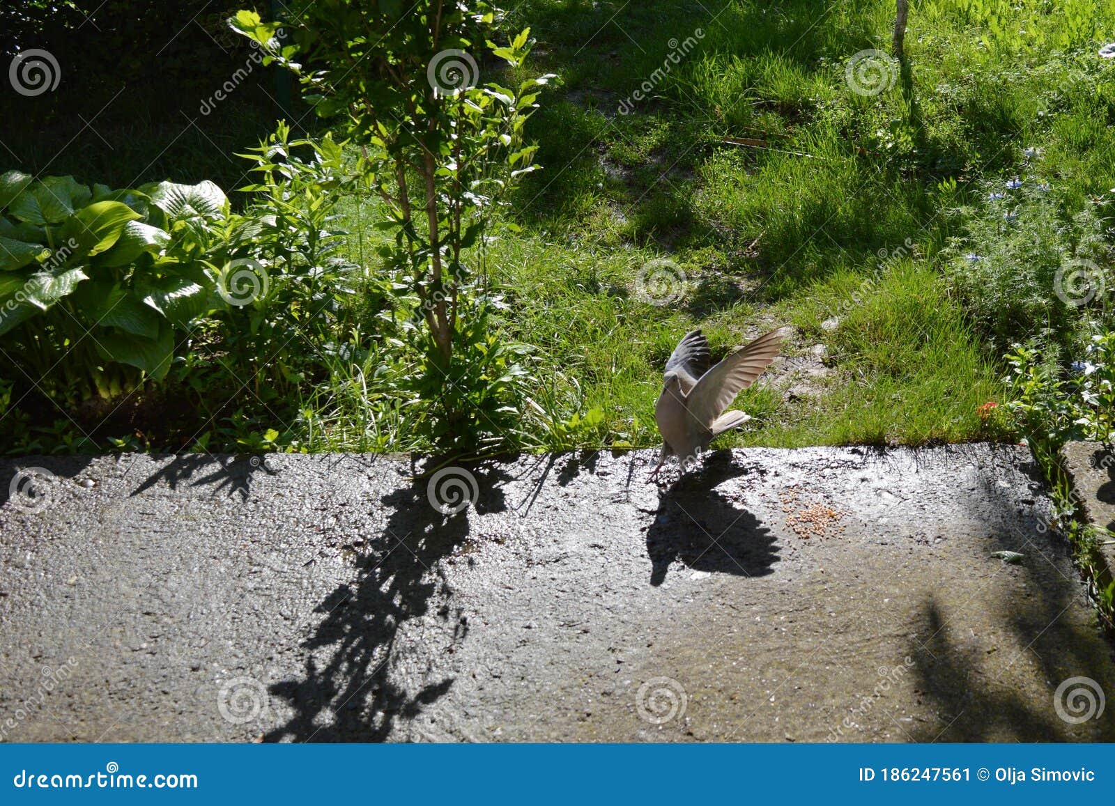 Dove in Flight and Its Shadow Stock Image - Image of grass, flight ...