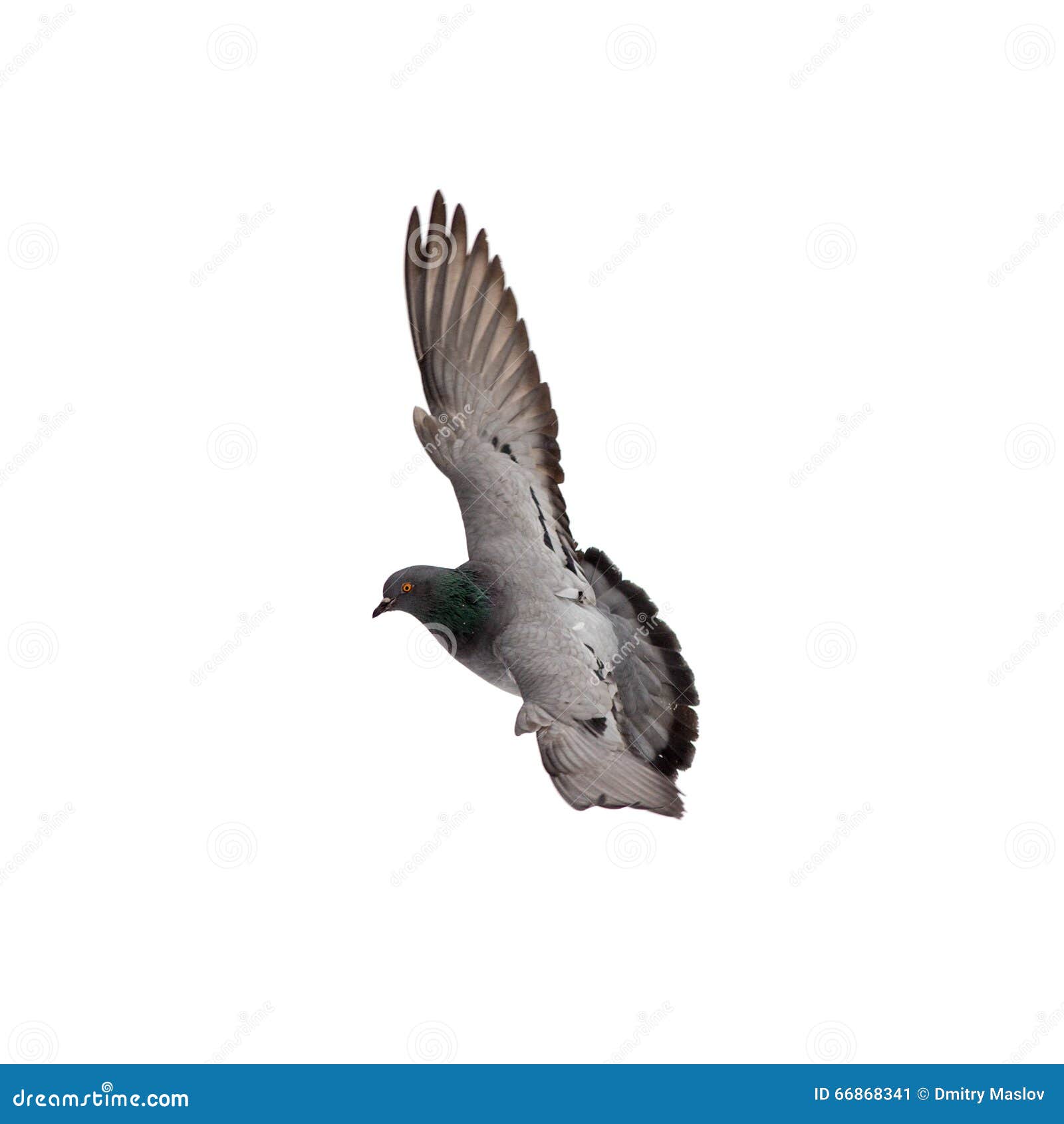 Dove in flight stock image. Image of flying, animals - 66868341