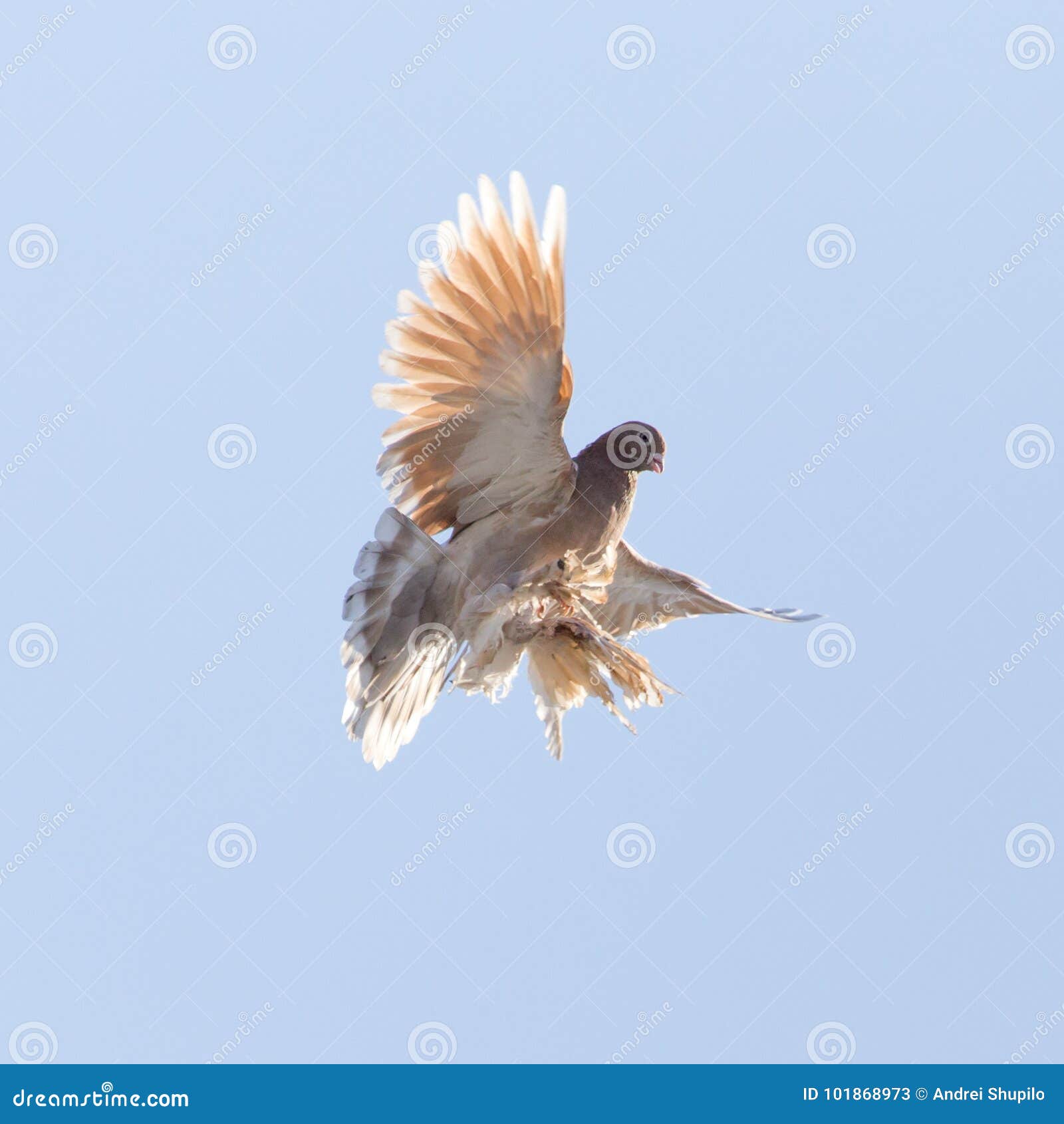 Dove in flight in the sky stock image. Image of flight - 101868973