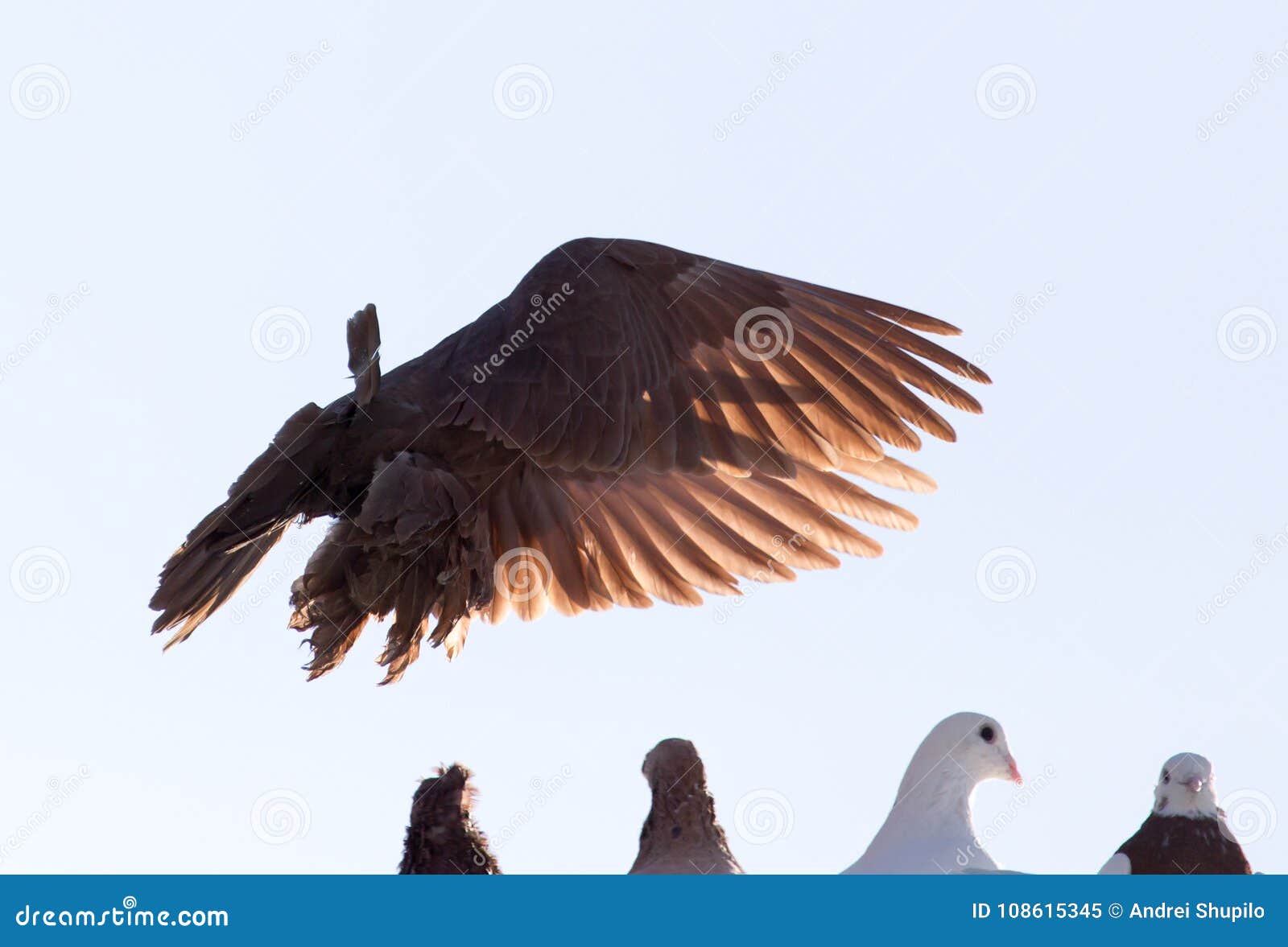 Dove in flight in the sky stock image. Image of peace - 108615345