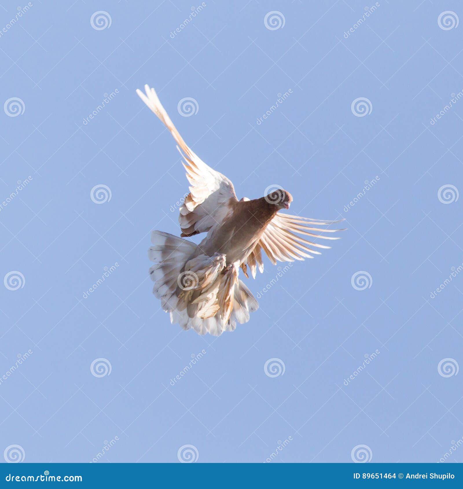 Dove in flight in the sky stock photo. Image of motion - 89651464
