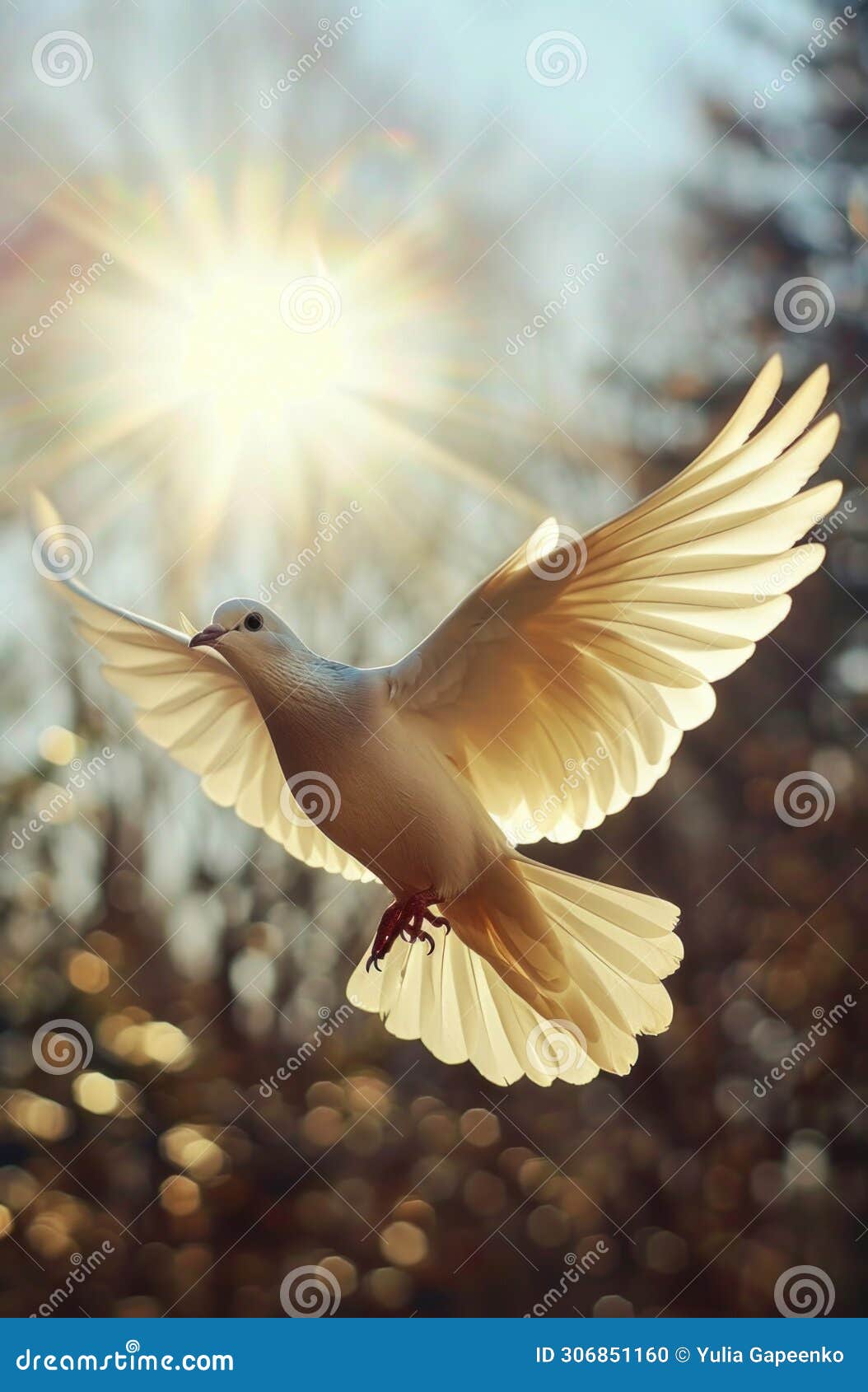 Dove in Flight with a Sun and Light Bridging in Stock Photo - Image of ...