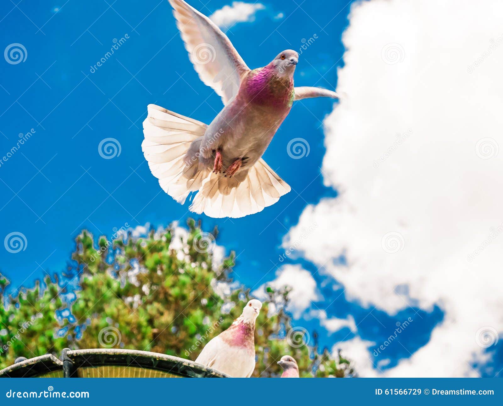 Dove in Flight Under a Blue Sky Stock Image - Image of ornithology ...