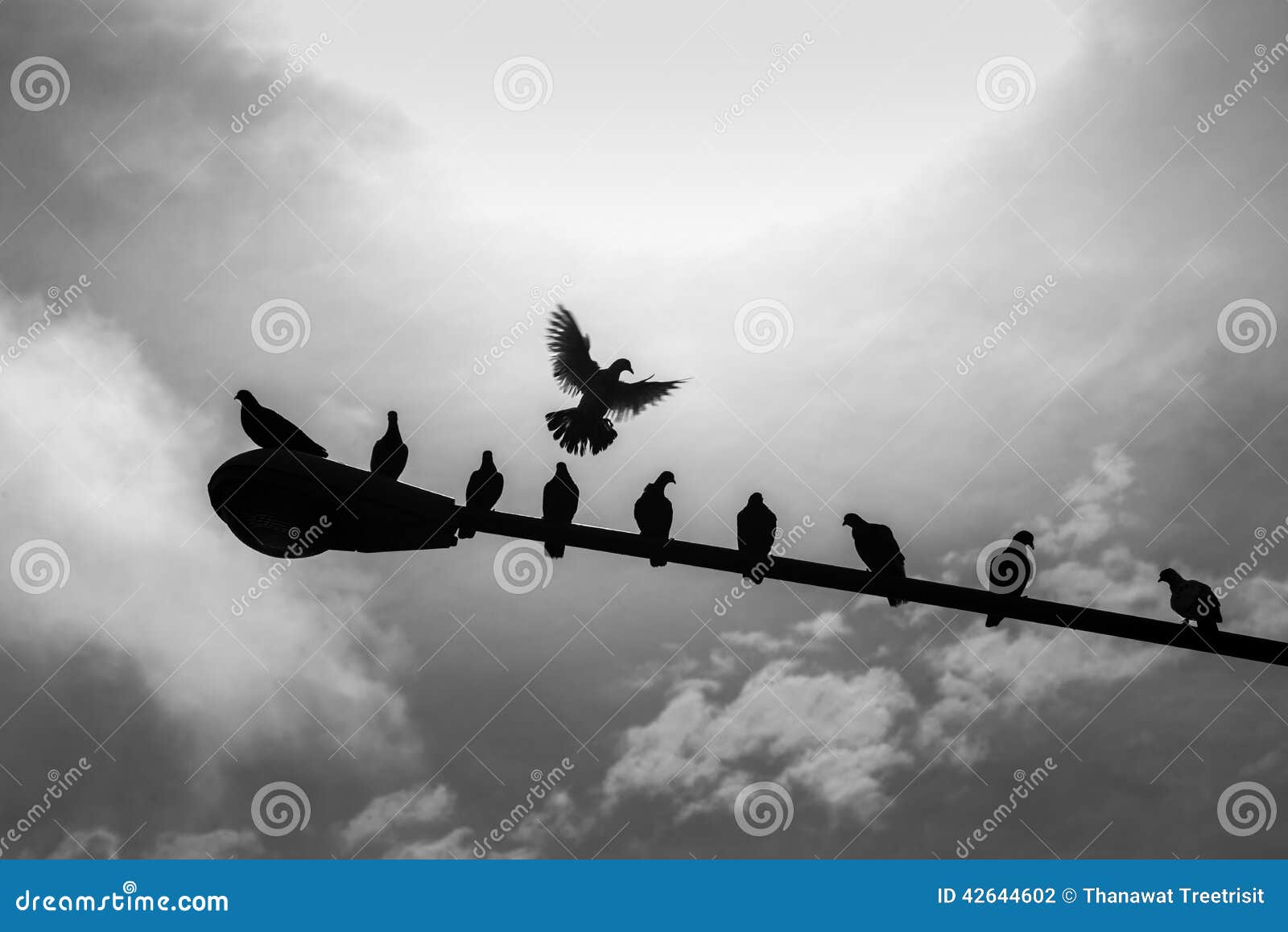 Dove fly alone stock photo. Image of together, grey, alone - 42644602