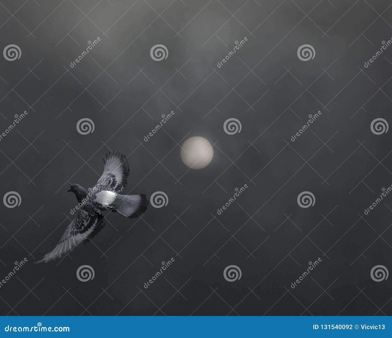 Bird sky sun stock photo. Image of gray, bird, background - 131540092