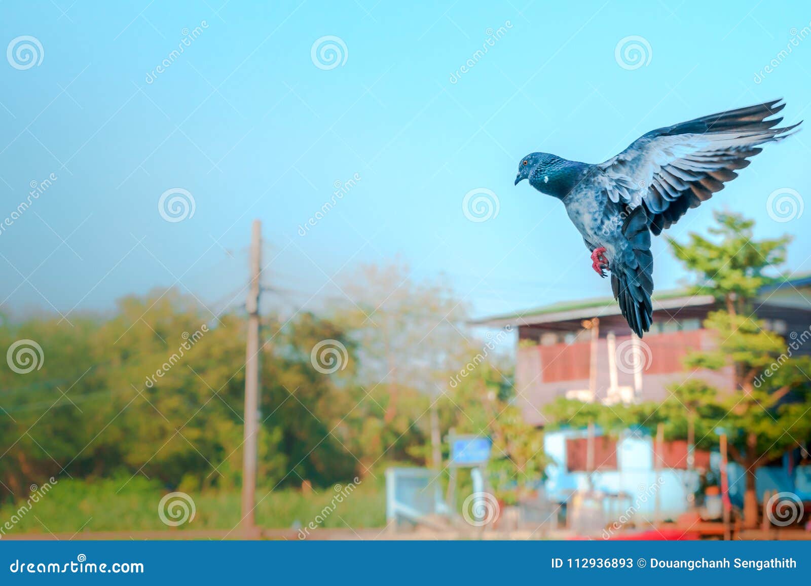 Dove is flying down stock image. Image of dove, bird - 112936893