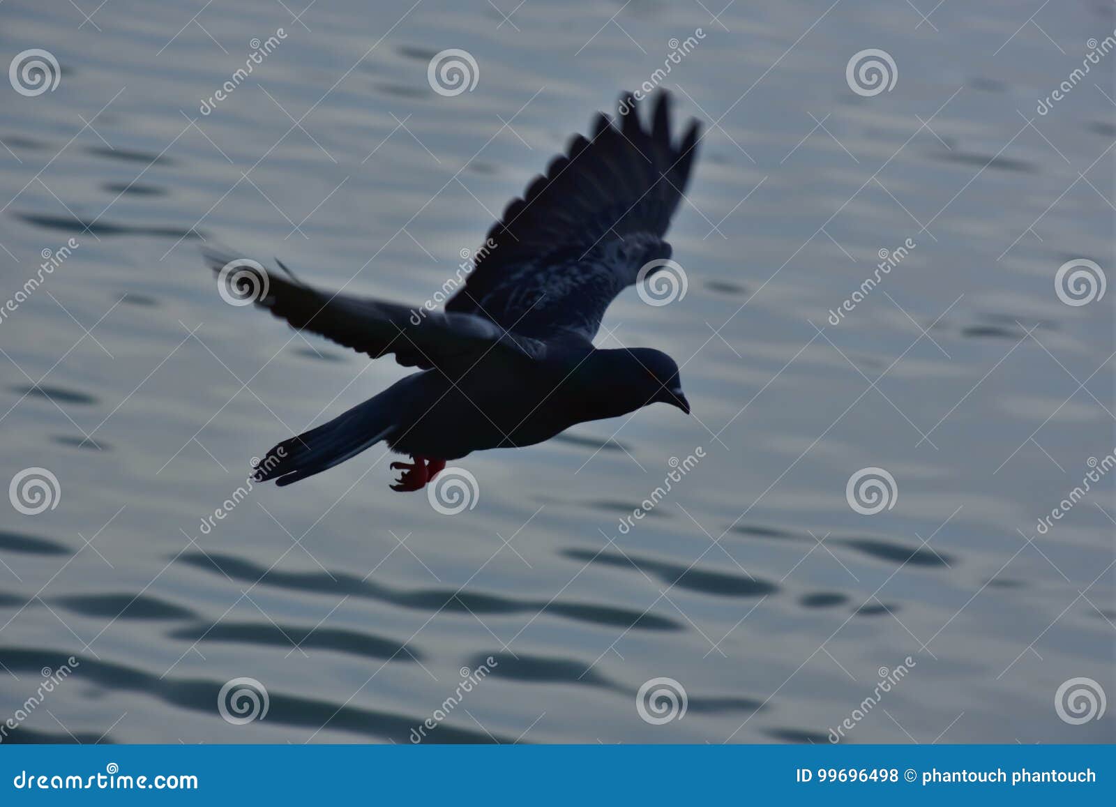 Dove flying stock photo. Image of flying, nature, bird - 99696498