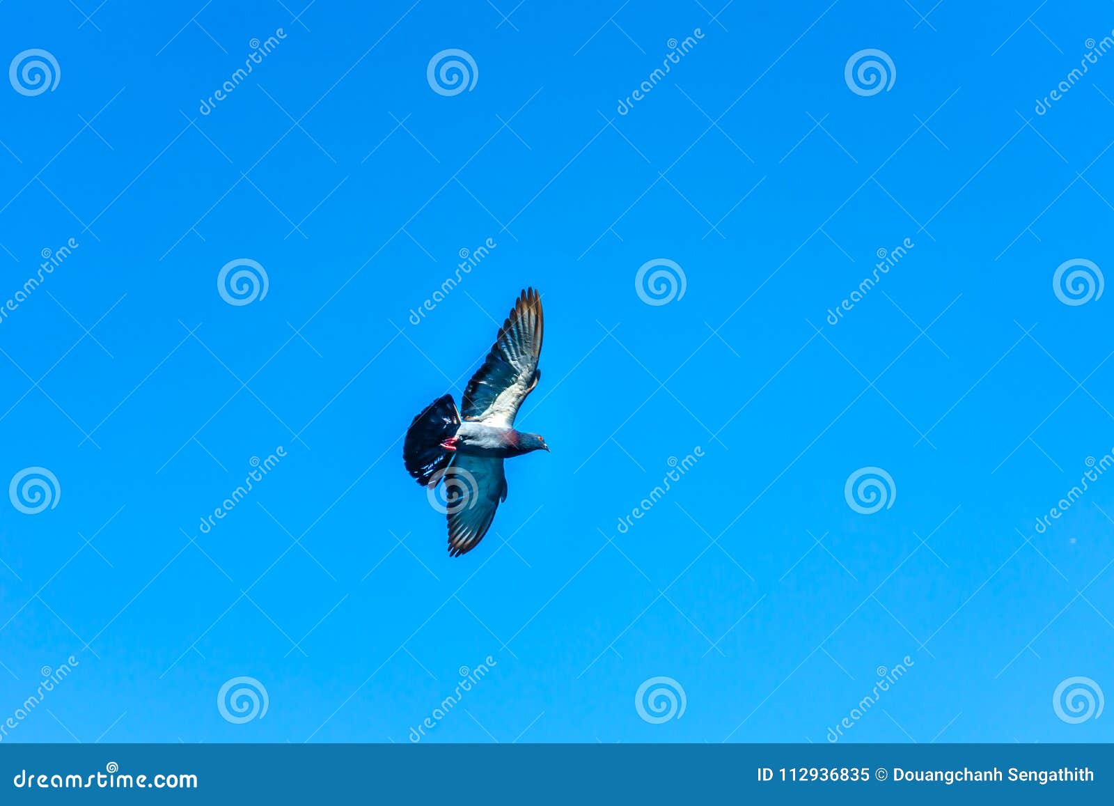 Dove flying stock image. Image of dove, bird, blue, flying - 112936835