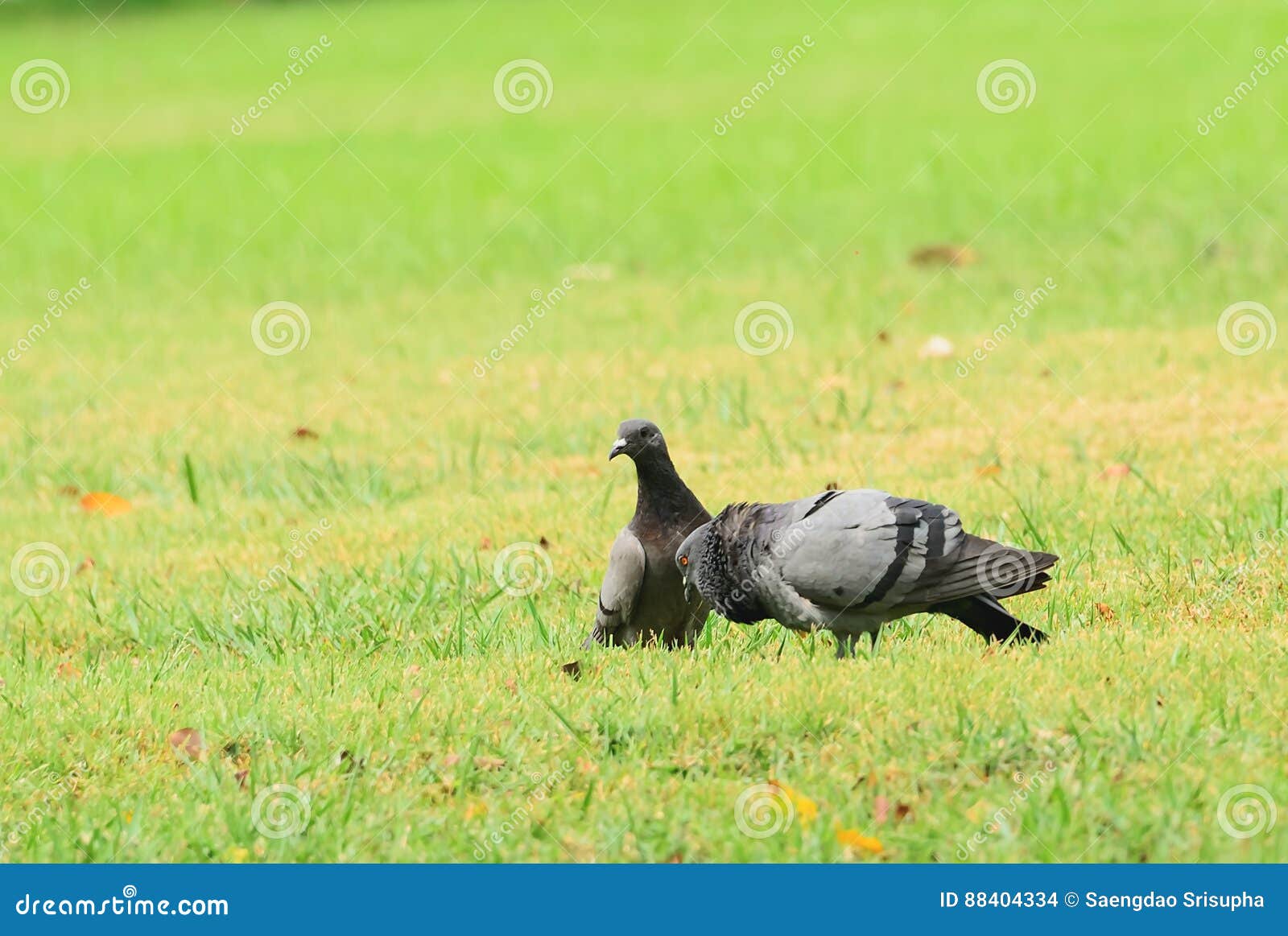 Dove stock photo. Image of close, outdoors, animal, beautiful - 88404334