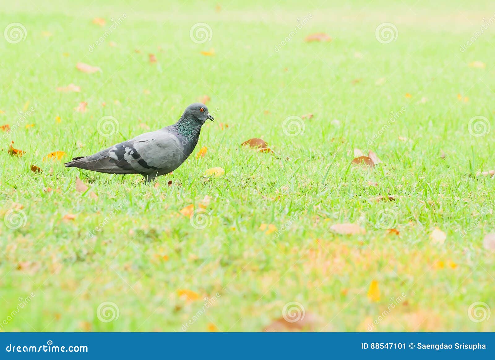 Dove stock image. Image of hope, beautiful, color, dove - 88547101