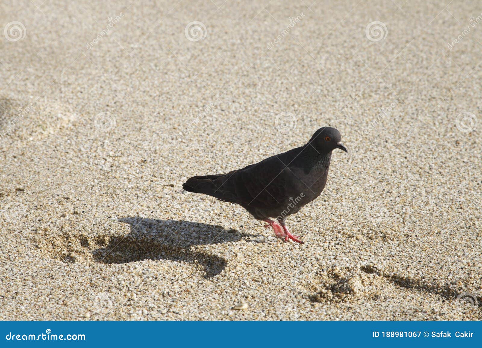 Dove Beach Footprint Stock Photos - Free & Royalty-Free Stock Photos ...