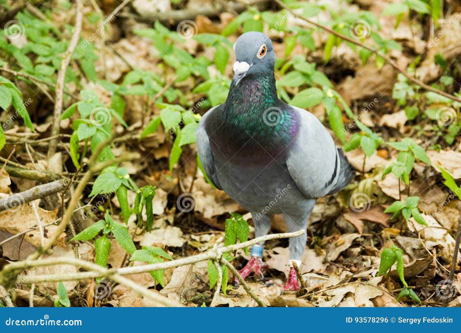 Dove in forest stock photo. Image of sunlight, beautiful - 93578296