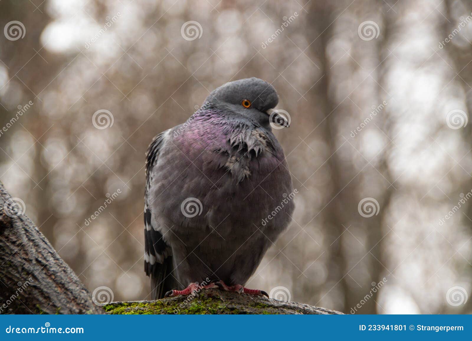 Dove in the forest stock image. Image of autumn, dove - 233941801