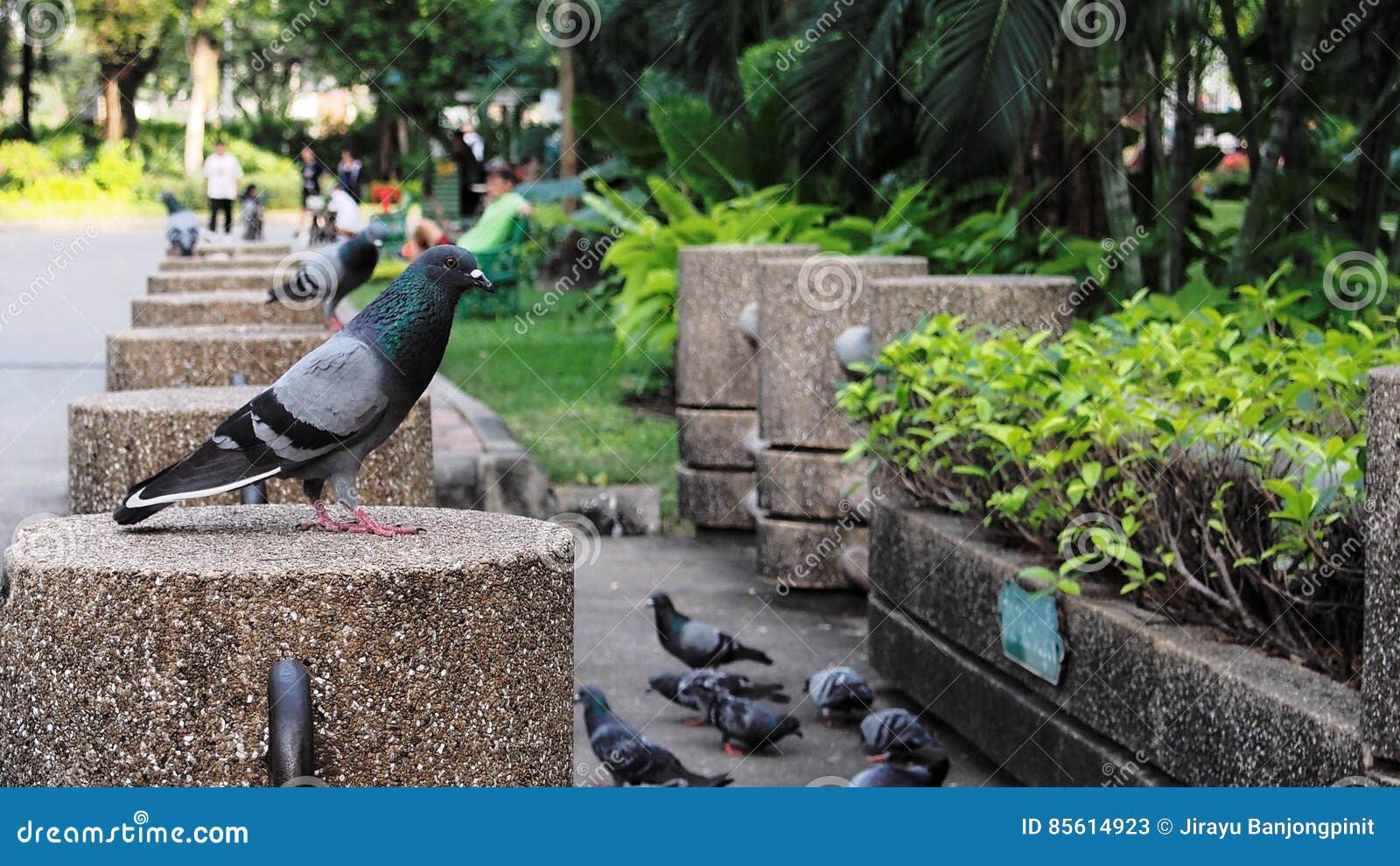 Dove In Garden Stand In Tower Royalty-Free Stock Photography ...