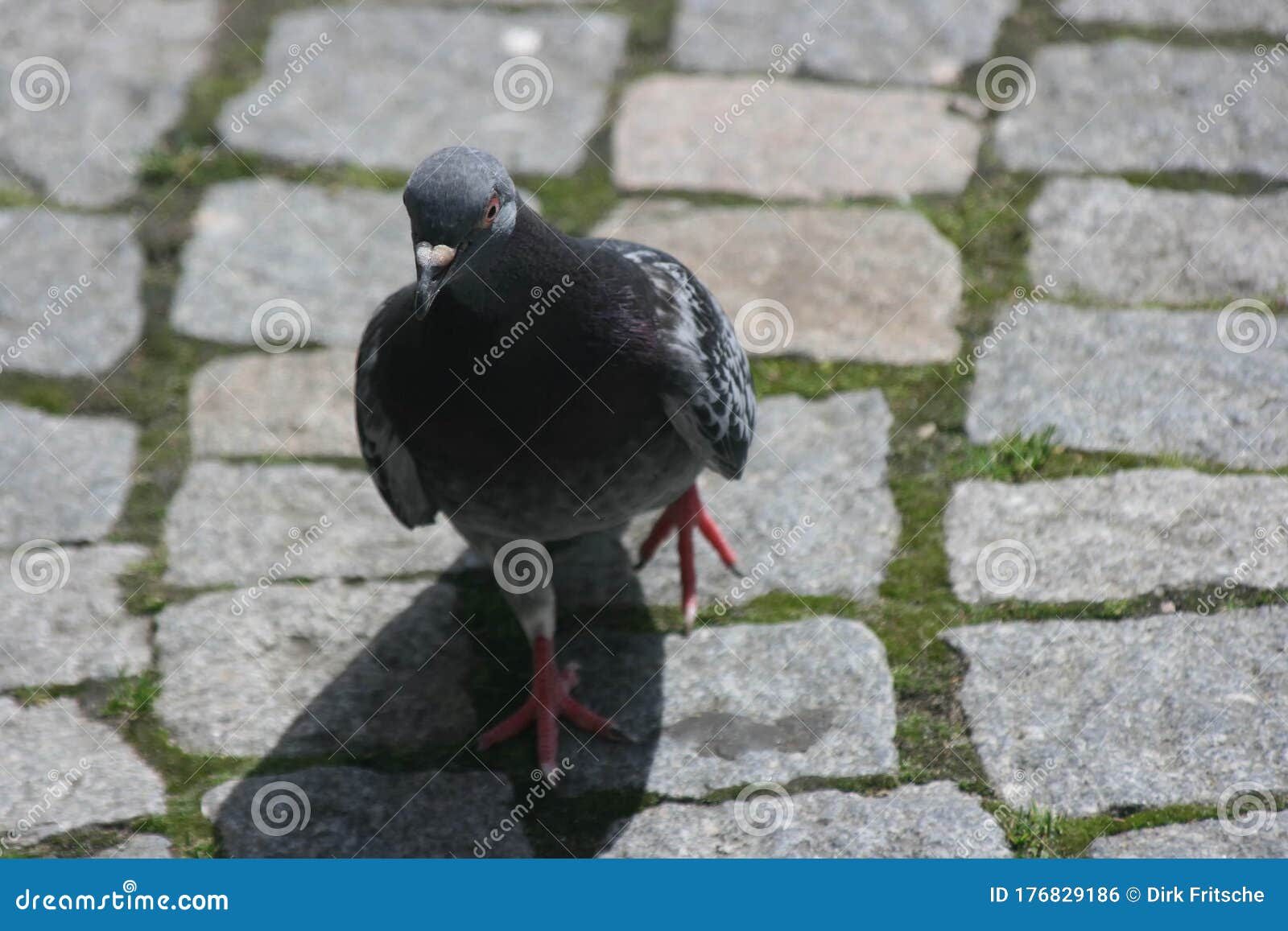 Dove in a German city stock photo. Image of summer, nature - 176829186