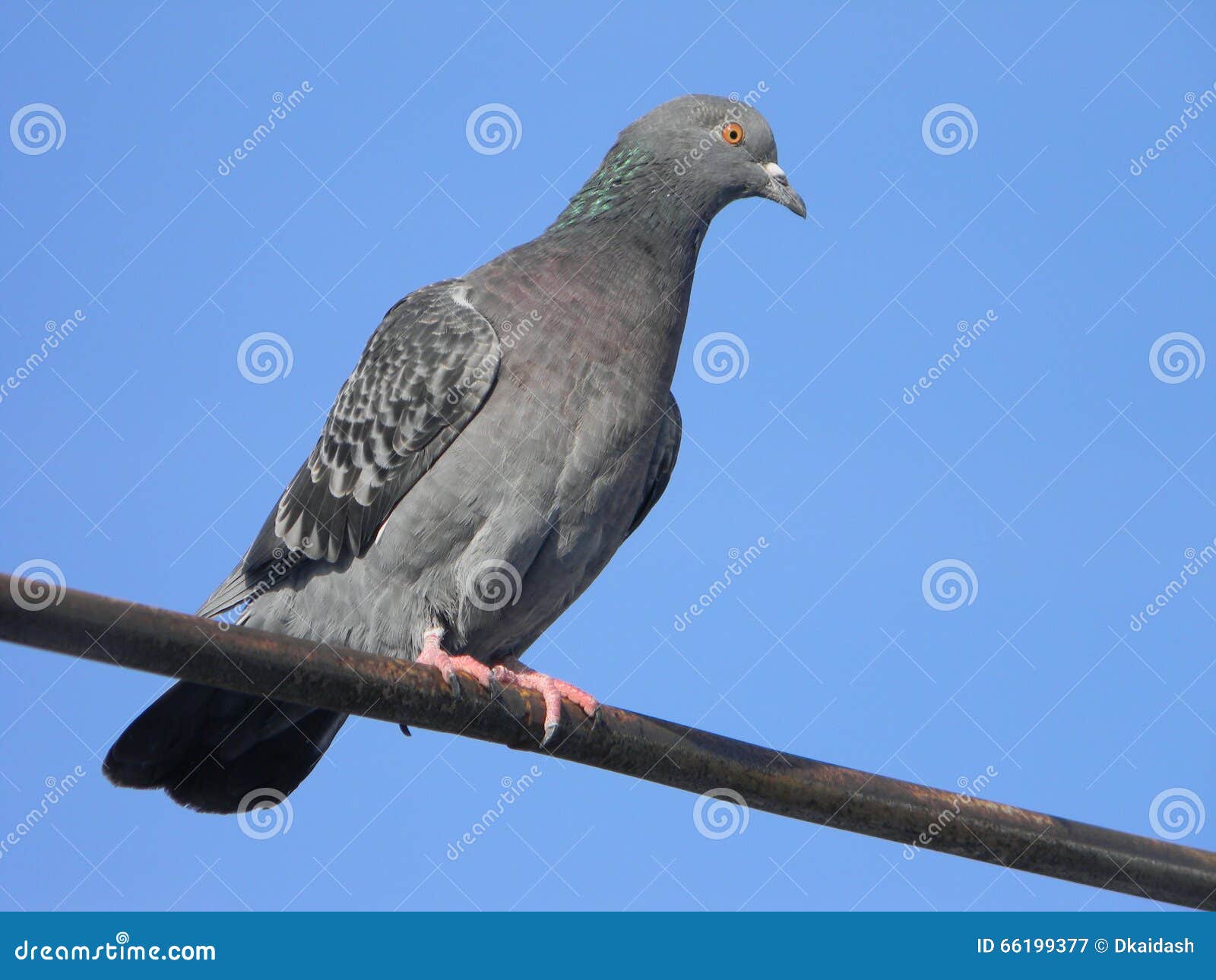 Dove stock image. Image of bird, peace, birdie, pigeon - 66199377