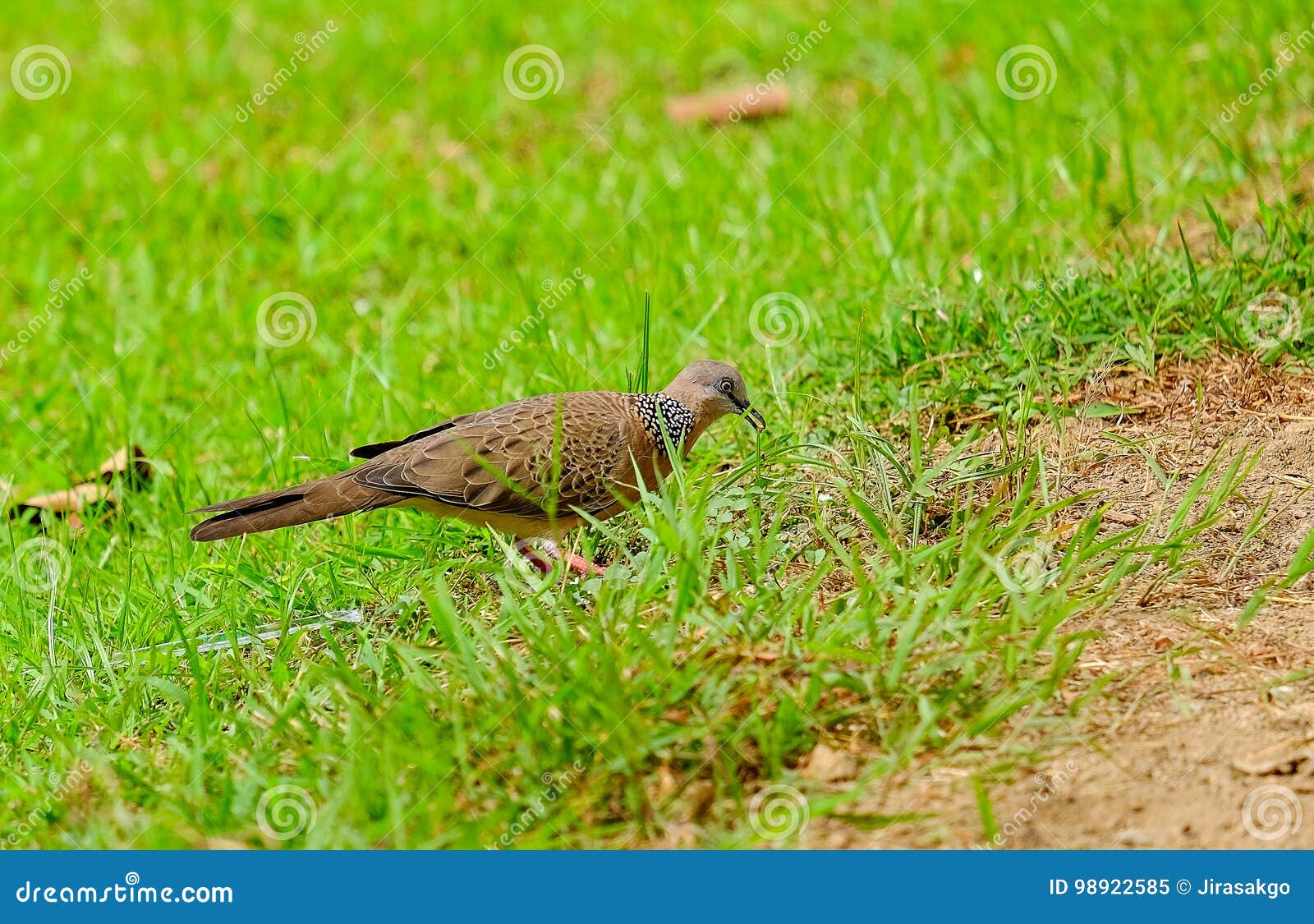 Dove stock image. Image of close, pigeon, park, city - 98922585