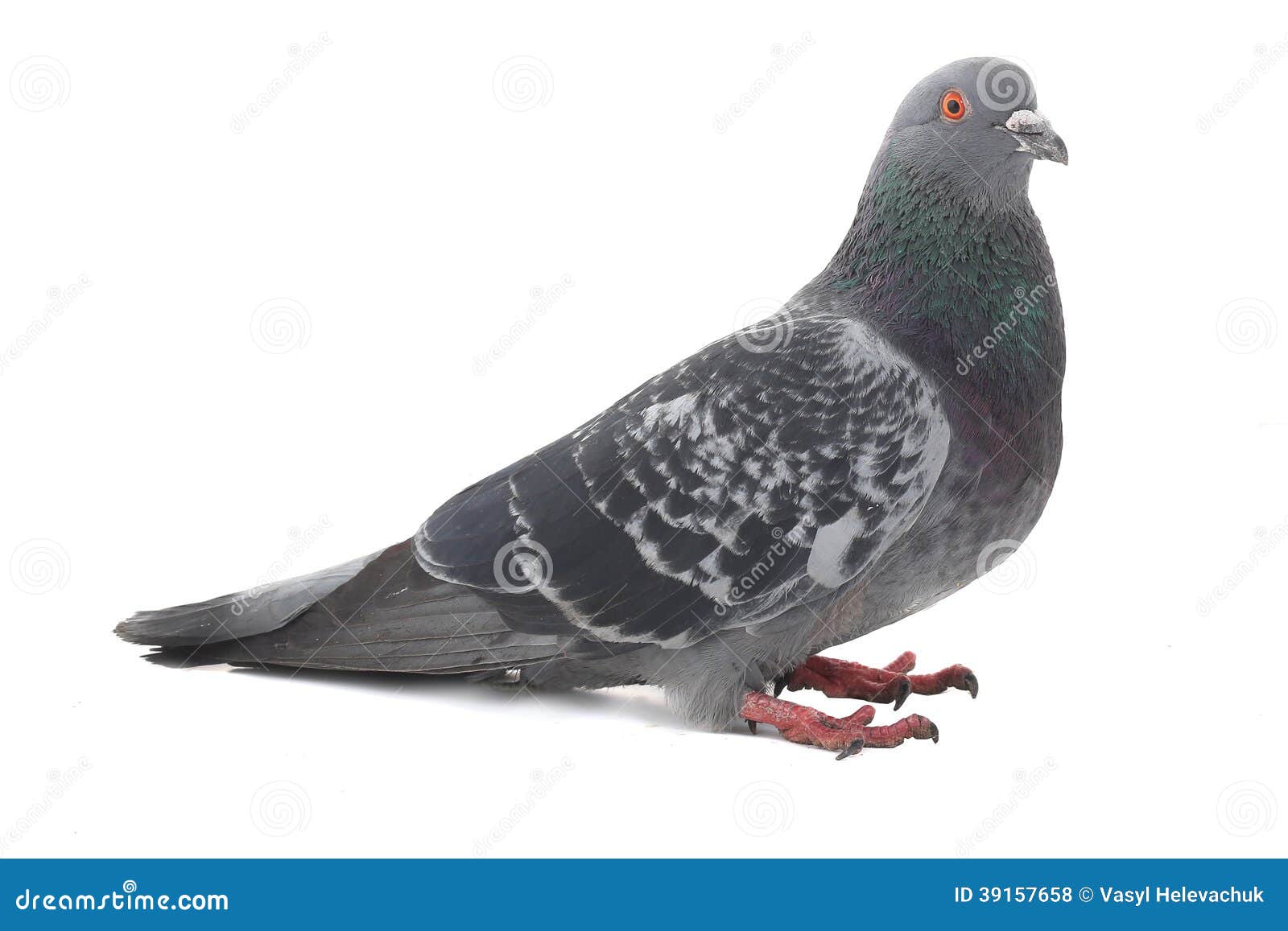 Dove stock photo. Image of single, beauty, faith, freedom - 39157658