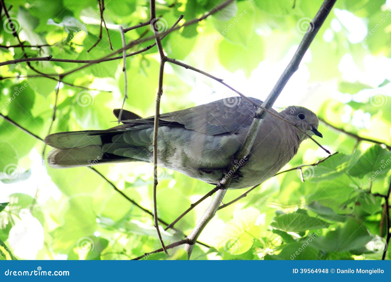 Dove-grey stock photo. Image of dove, birds, grey, animals - 39564948