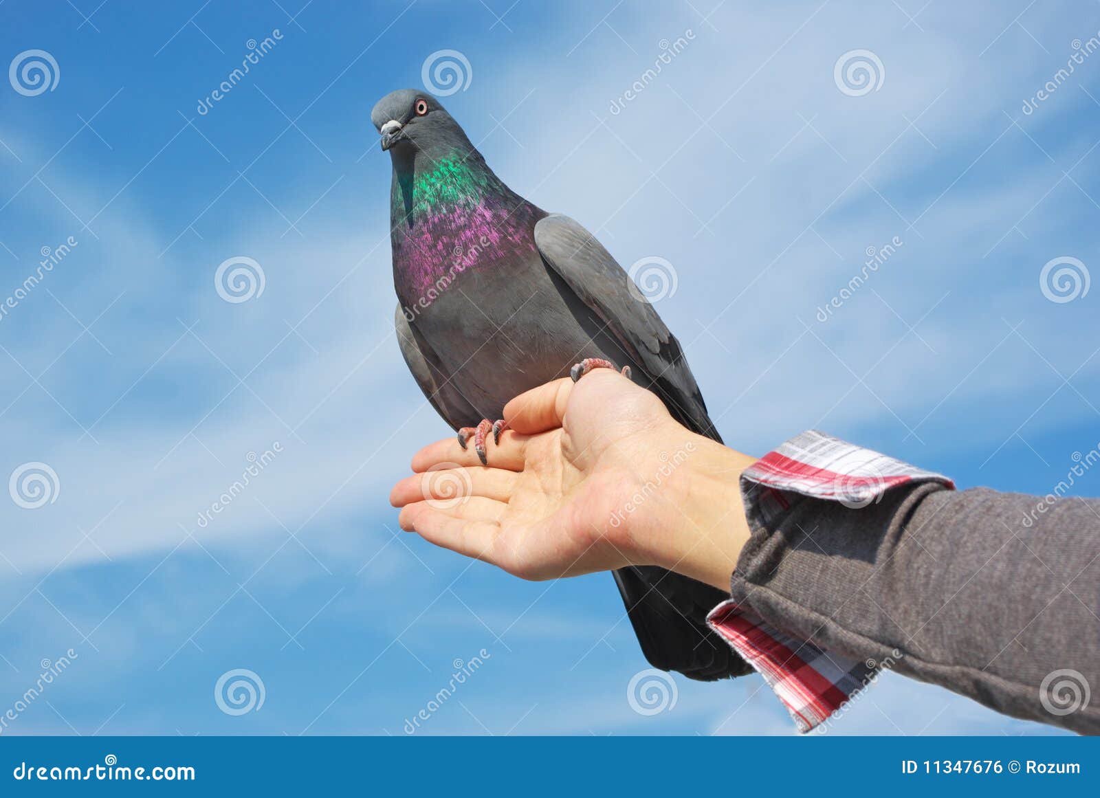 Dove on hand stock photo. Image of light, figure, deep - 11347676