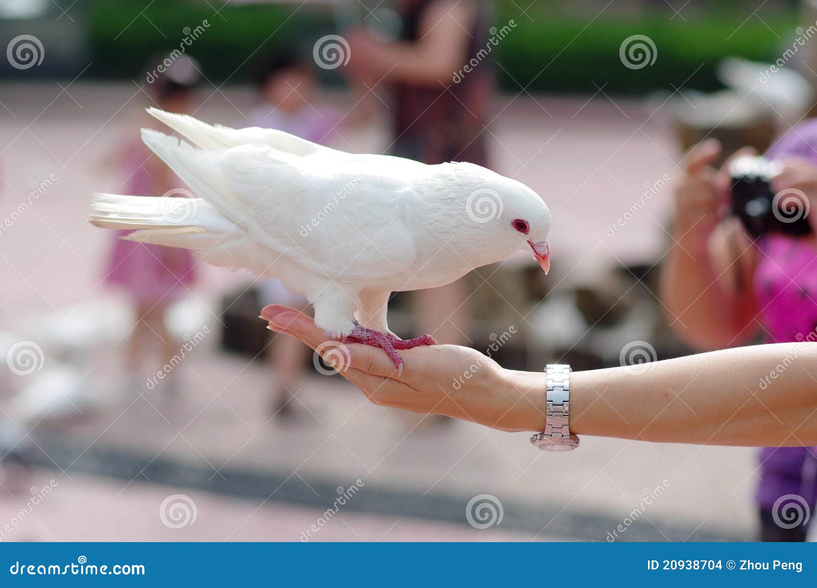 Dove on hand stock photo. Image of abstraction, dove - 20938704
