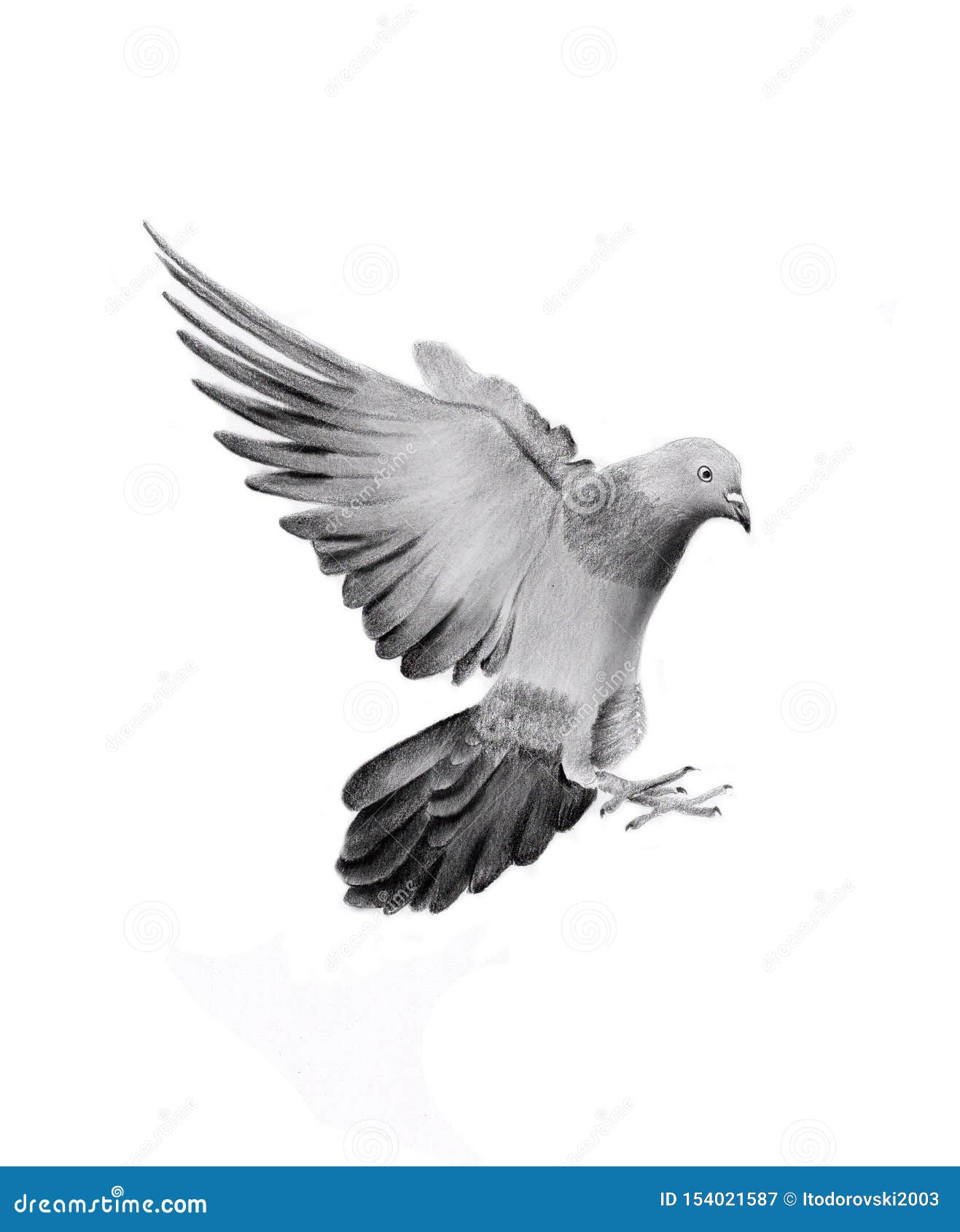 Dove hand drawing stock illustration. Illustration of bird - 154021587