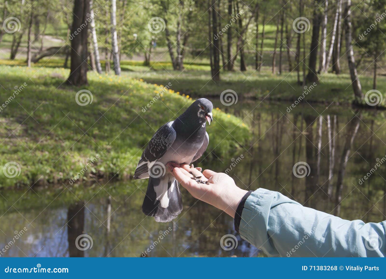 Dove on hand stock photo. Image of pigeon, beak, nature - 71383268