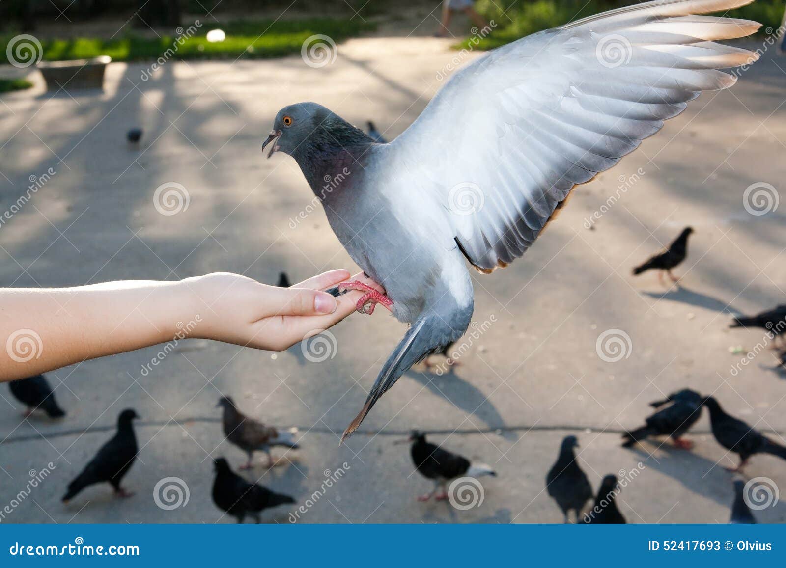 Dove on hand stock image. Image of beauty, columba, holding - 52417693
