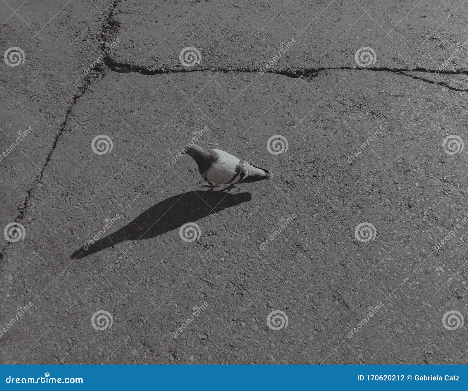 Dove and his shadow stock photo. Image of protection - 170620212