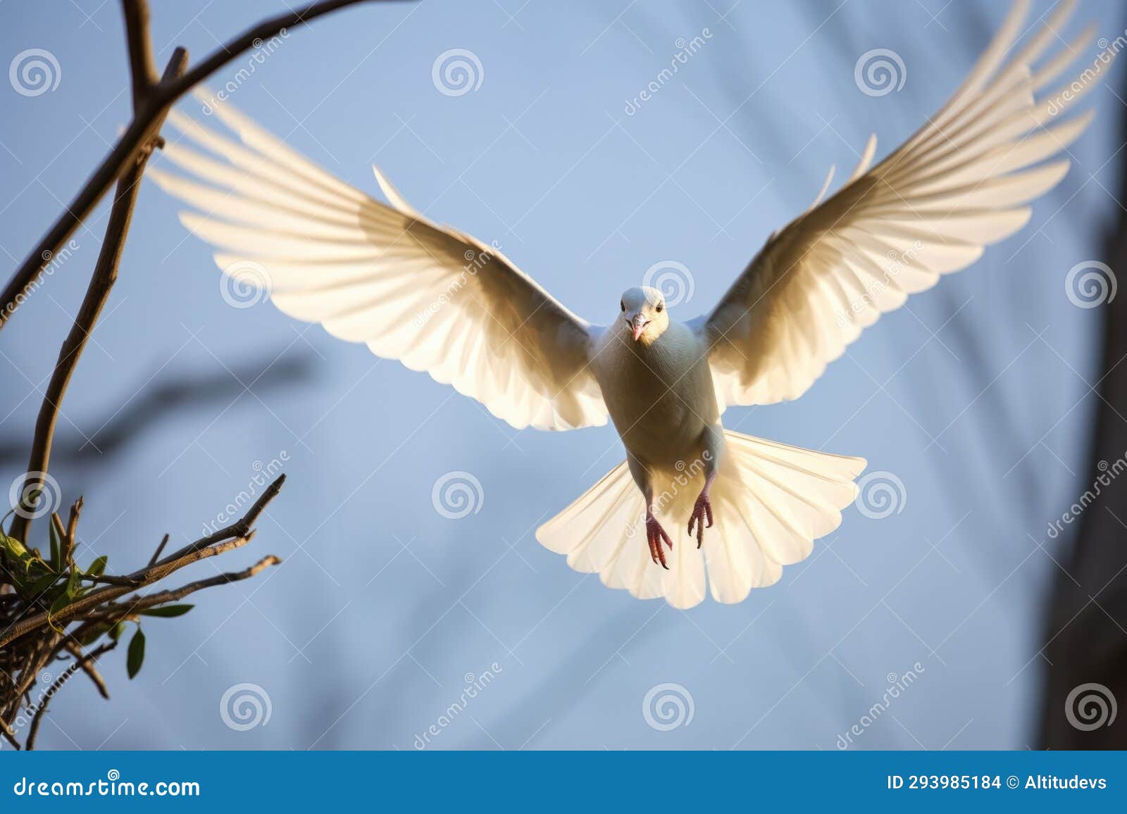A Dove Holding an Olive Branch in Its Beak in Mid-flight Stock Photo ...