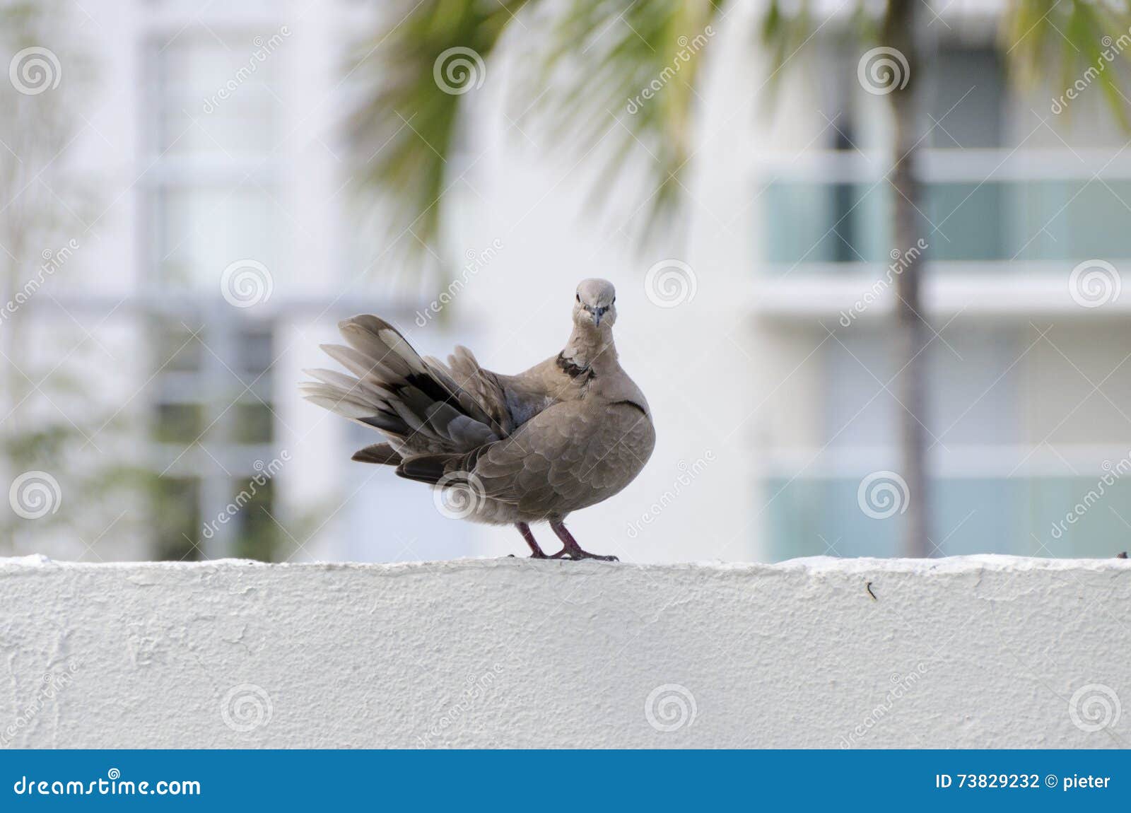 Dove stock photo. Image of frontal, looking, dove, city - 73829232