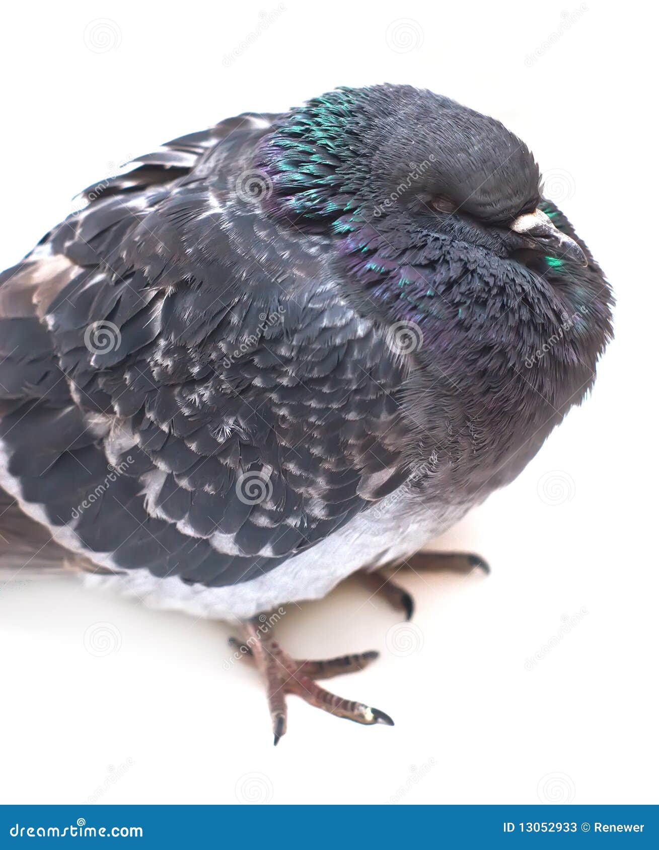 Dove isolated stock image. Image of live, pigeon, full - 13052933