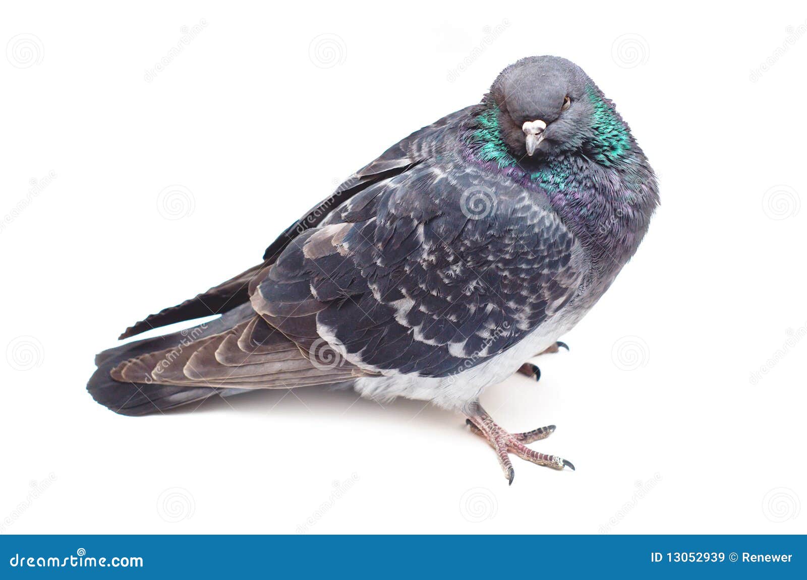 Dove isolated stock image. Image of bird, silhouette - 13052939