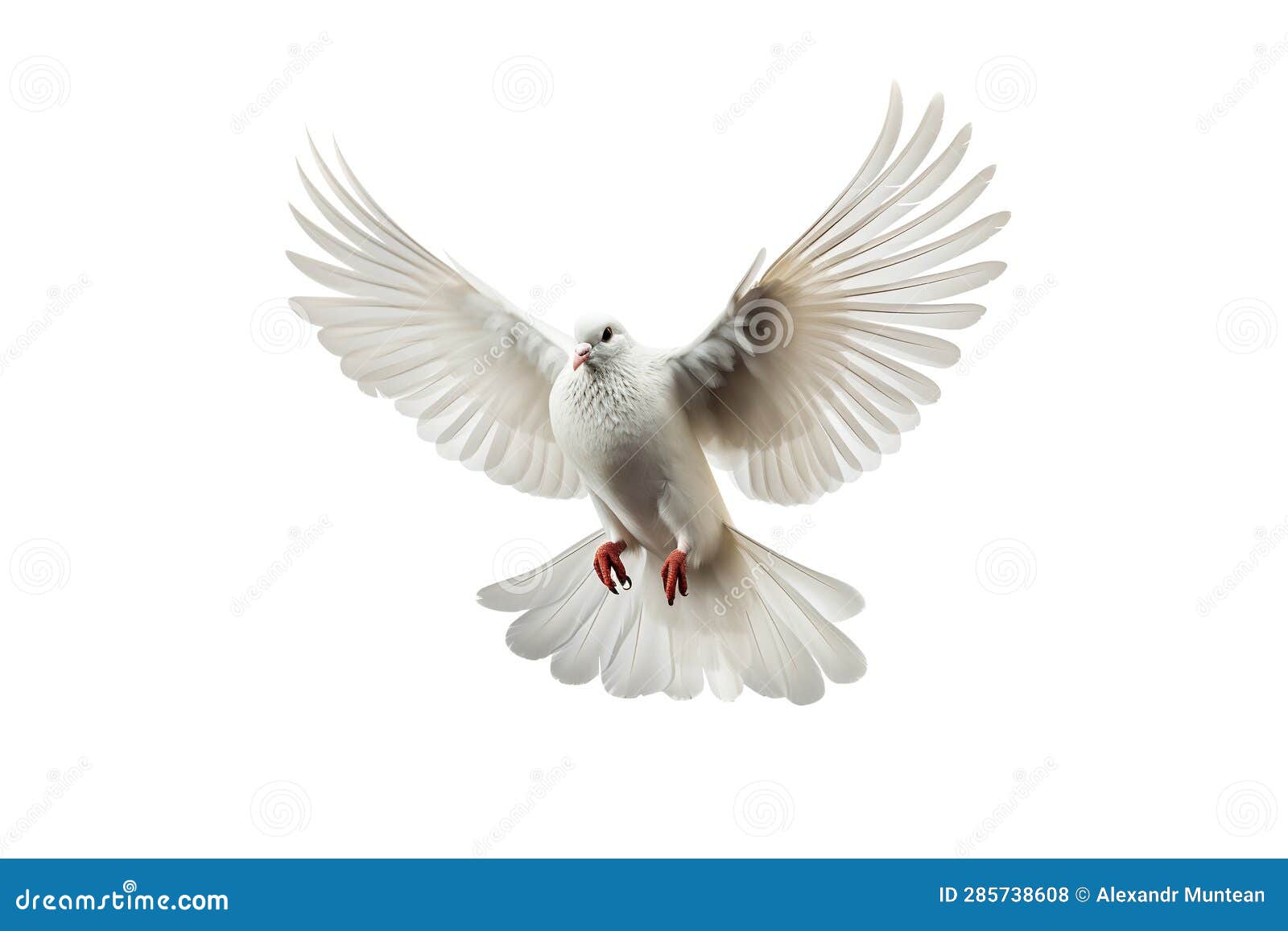 Dove Isolated on White Background Stock Photo - Image of peace, hope ...