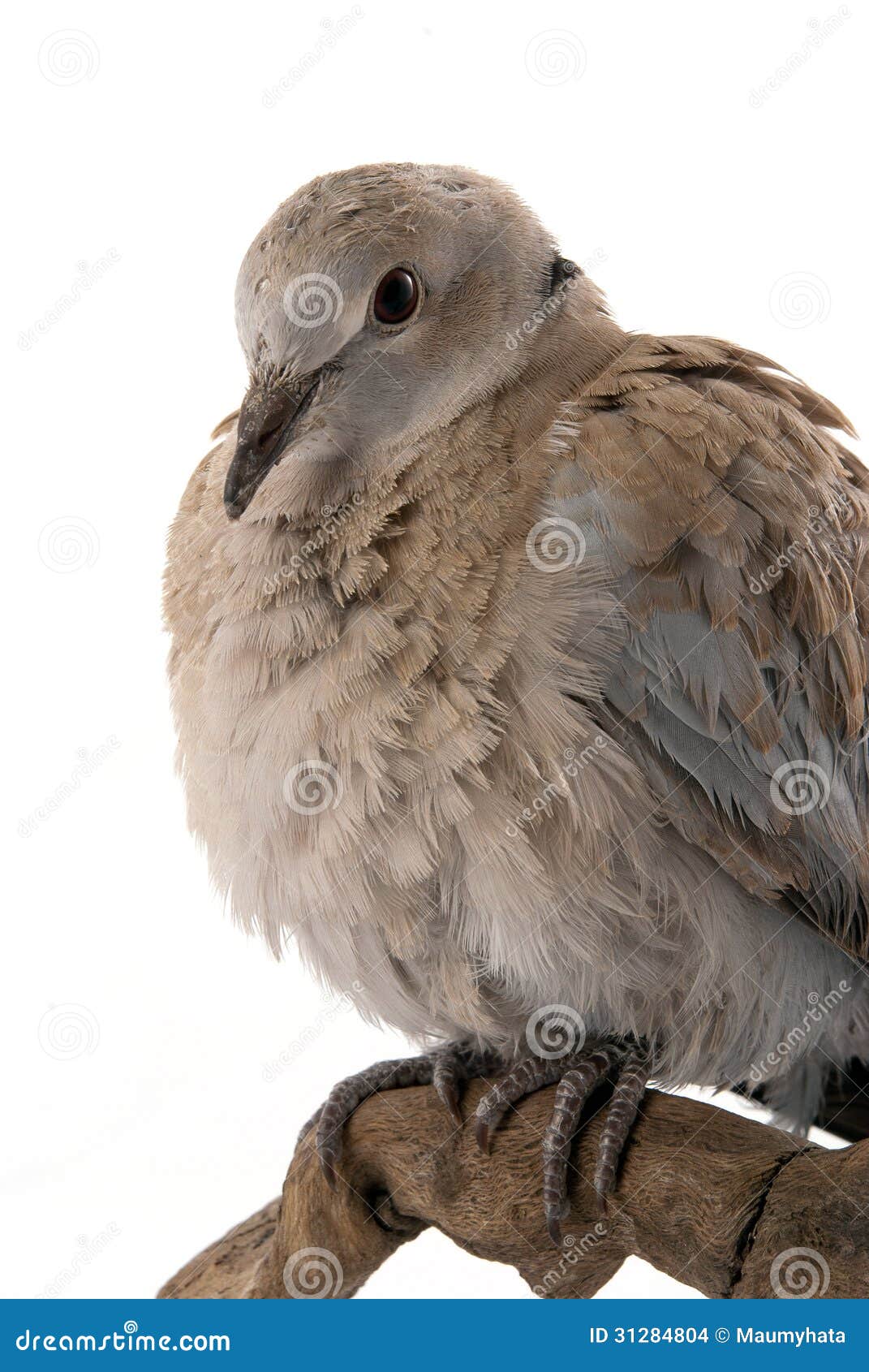 Dove stock photo. Image of alertness, time, nature, sport - 31284804