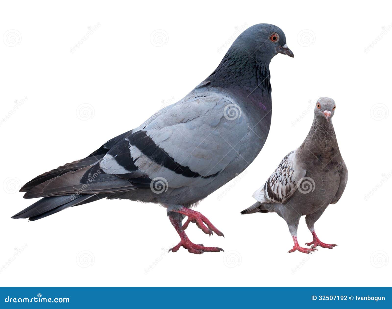 Dove isolated on white stock photo. Image of flight, isolated - 32507192