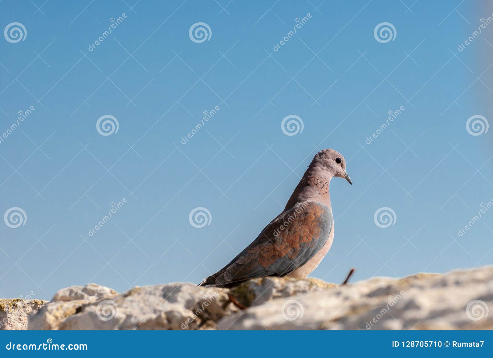Pigeon on Jerusalem Wall stock photo. Image of bird - 128705710