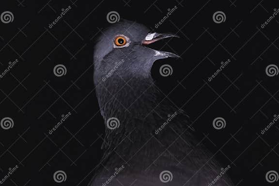 Dove laughing in the dark stock image. Image of outdoors - 283619311