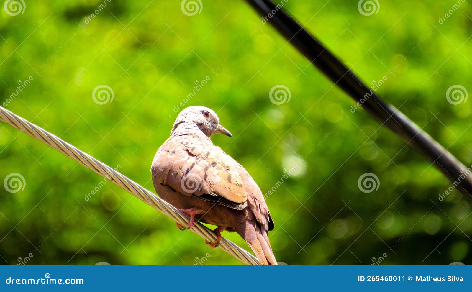 Dove Looking Around on a Beautiful Day Stock Image - Image of beautiful ...