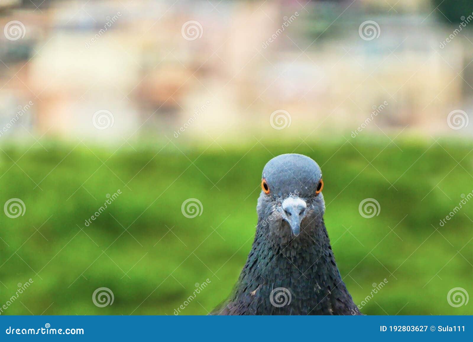 A Dove looking forward.. stock image. Image of contrasts - 192803627