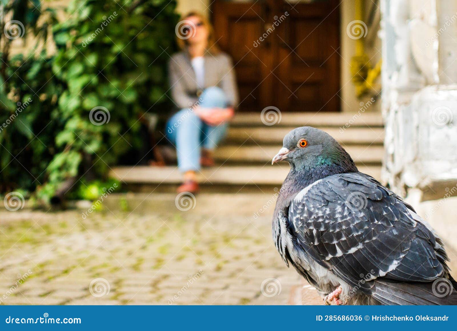 Dove Looks at a Seated Person Stock Photo - Image of lonely, happy ...