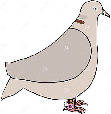 Dove memory stock vector. Illustration of vector, flash - 34601071