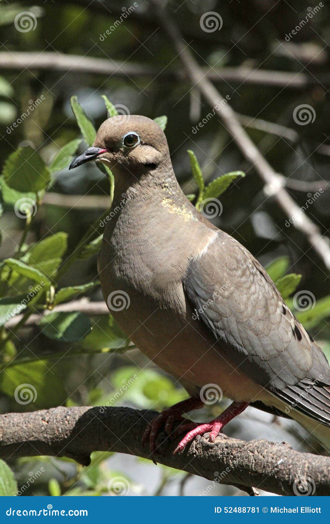 Dove stock image. Image of perch, limb, beak, bird, pose - 52488781