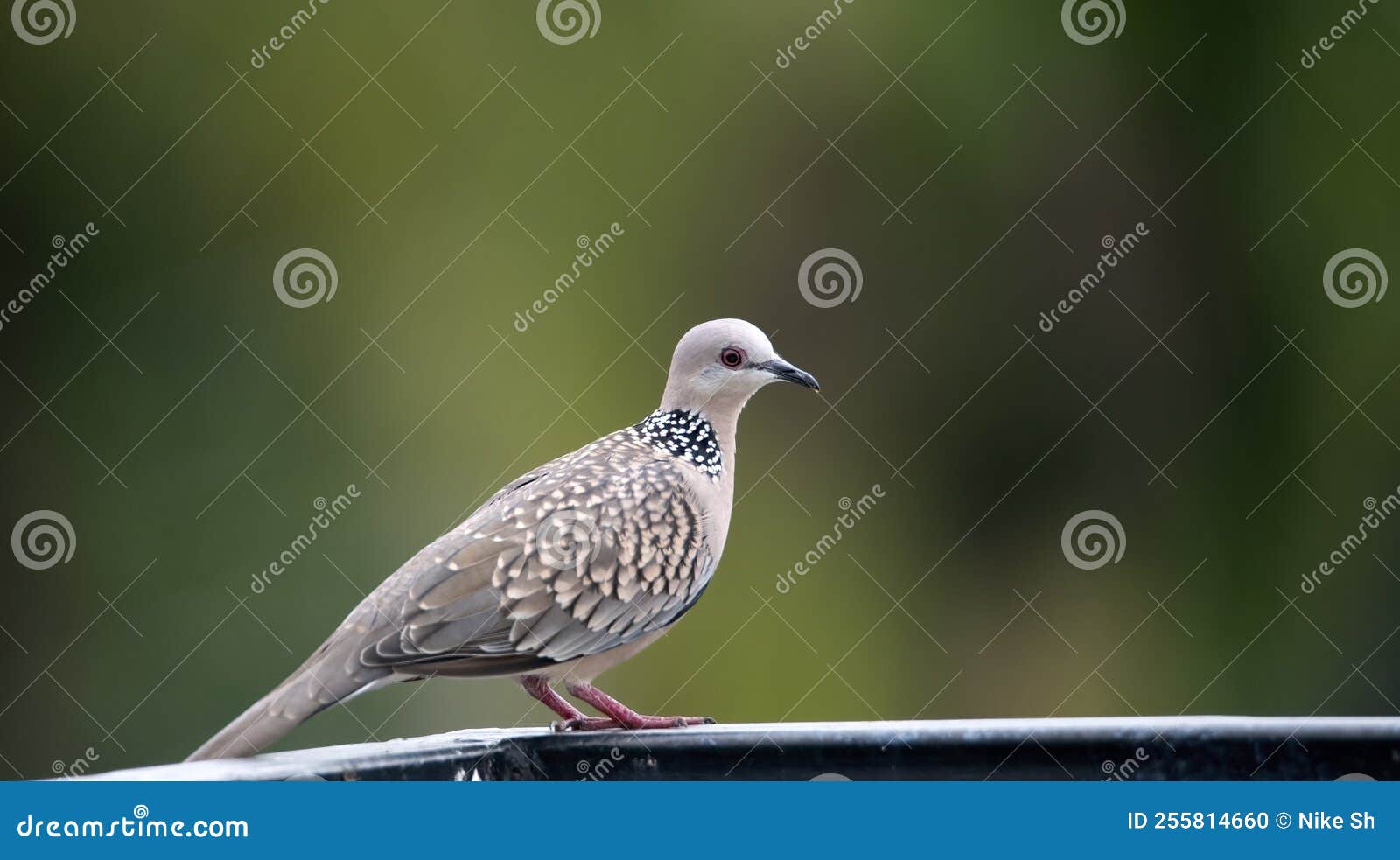 Dove stock photo. Image of bath, bird, animal, dove - 255814660