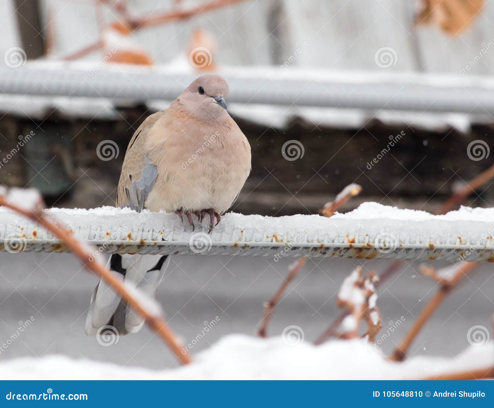 Dove in nature in winter stock photo. Image of cute - 105648810